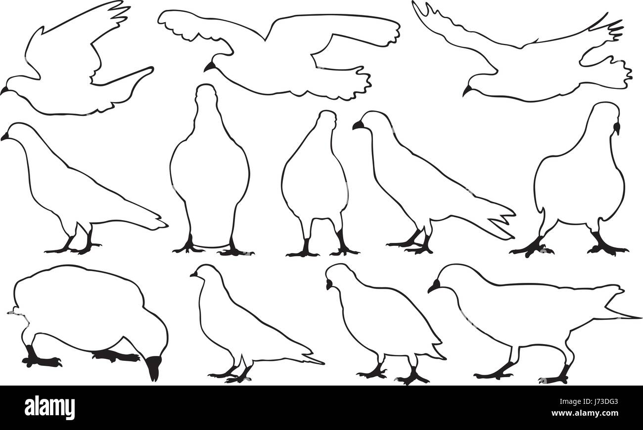 Set of different pigeons isolated on white Stock Vector Image & Art - Alamy