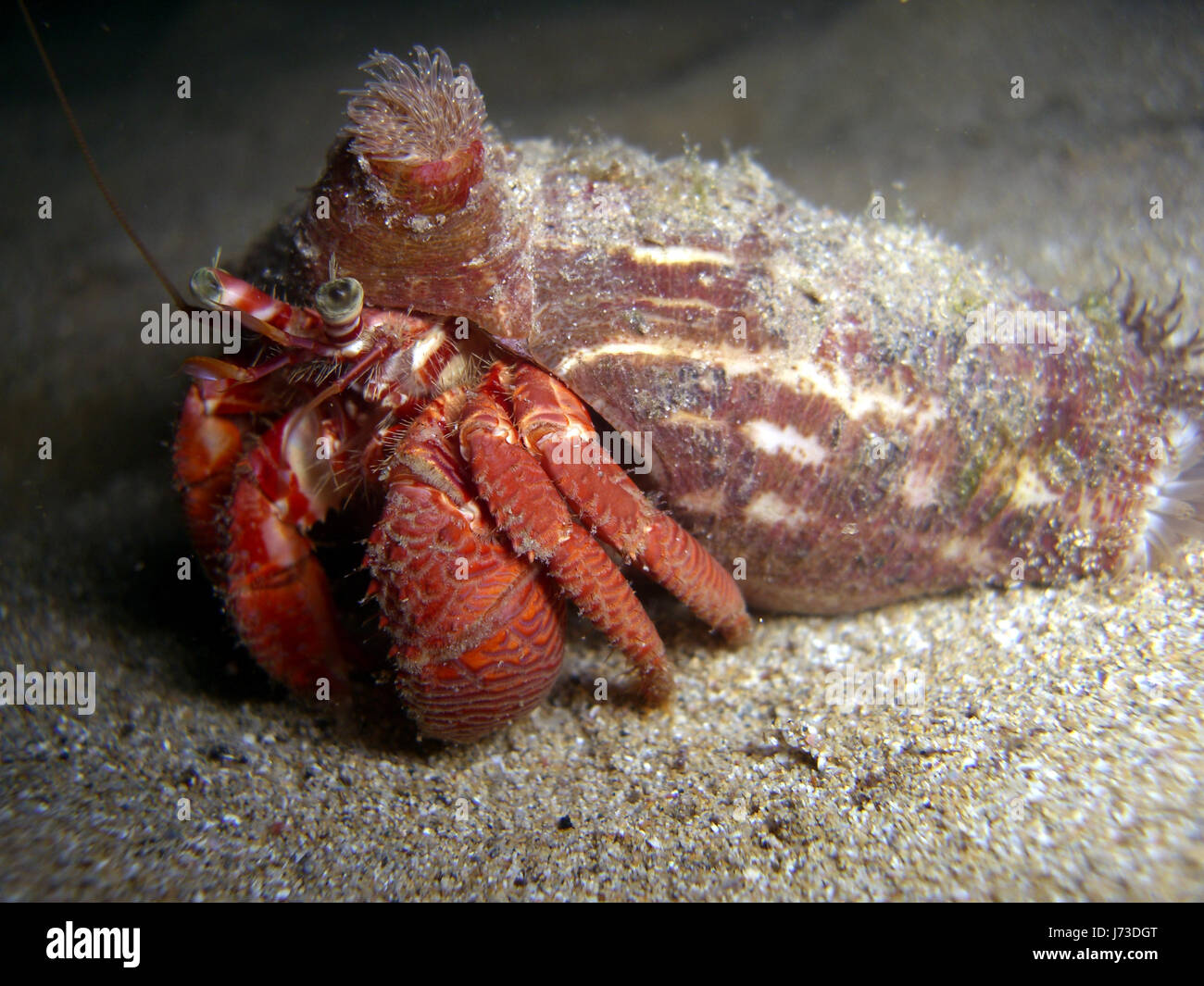 water mediterranean salt water sea ocean underwater malta snail shell ...
