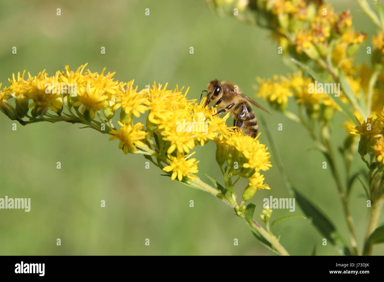 flies animal insect fauna flora botany honey bee nibble garden flies ...