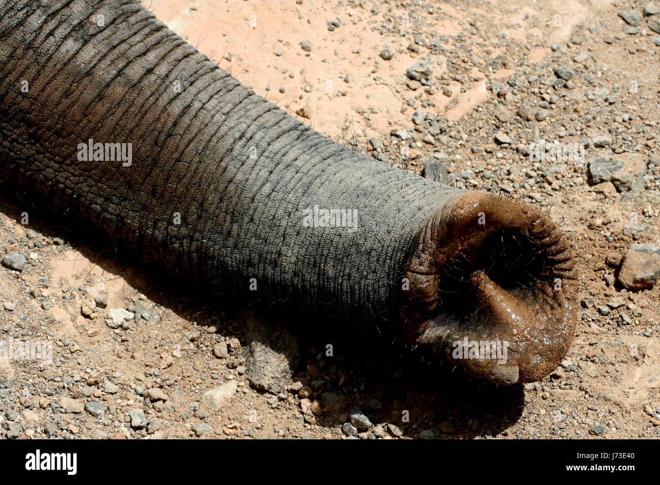 brown brownish brunette elephant zoo proboscis grey gray brown brownish ...