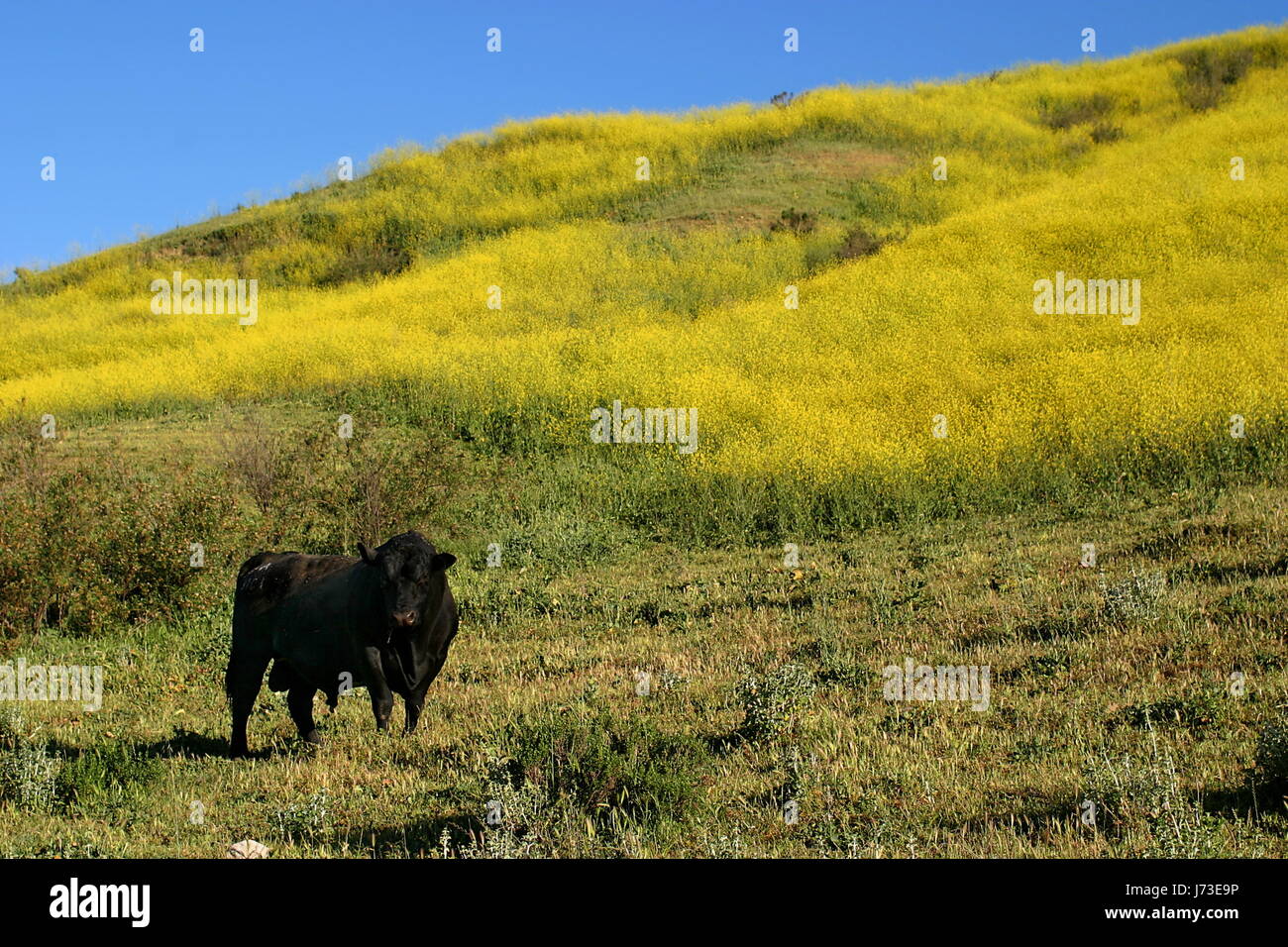 blue animal brown brownish brunette bull agriculture farming cattle ...