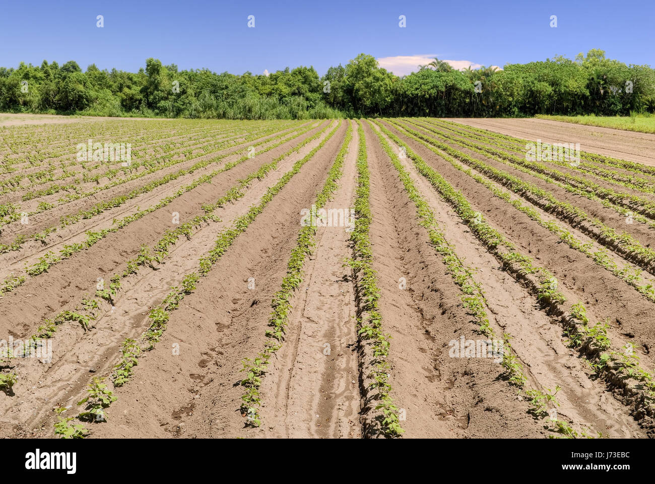 beautiful beauteously nice agriculture farming outdoor farm idyllic ...