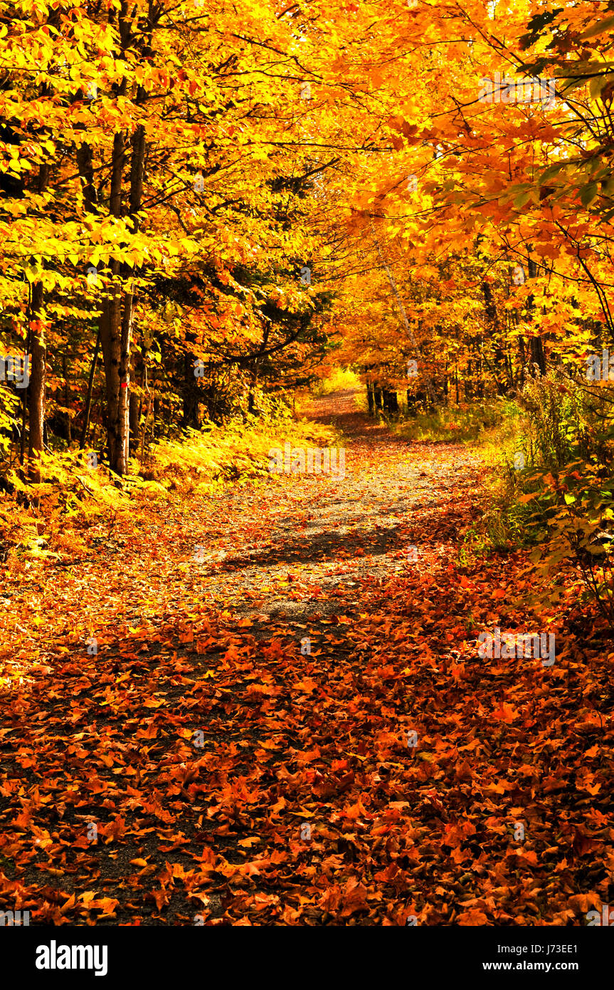 colour wood color colors colours nature natural fall autumn blue reach ...