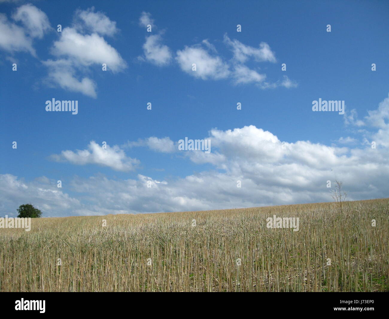 stubble and cheerful sky Stock Photo - Alamy