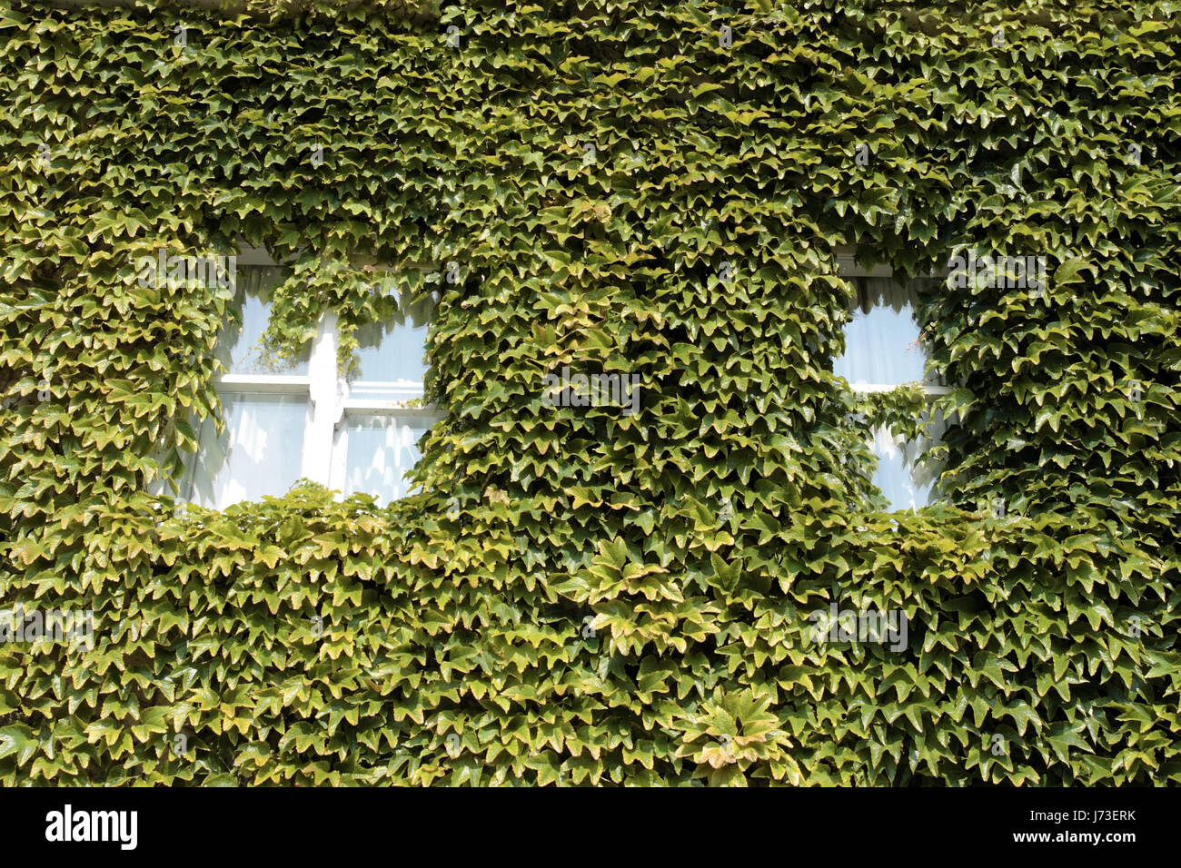 evergreen rise climb climbing ascend uphill tread clamber ireland ...