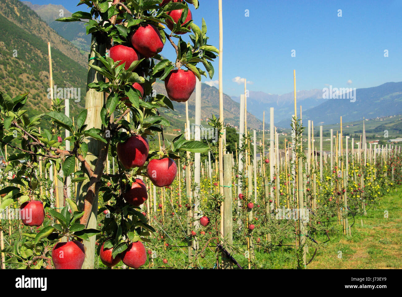 tree apple tree branch fruit apples apple cultivation plantation red ...