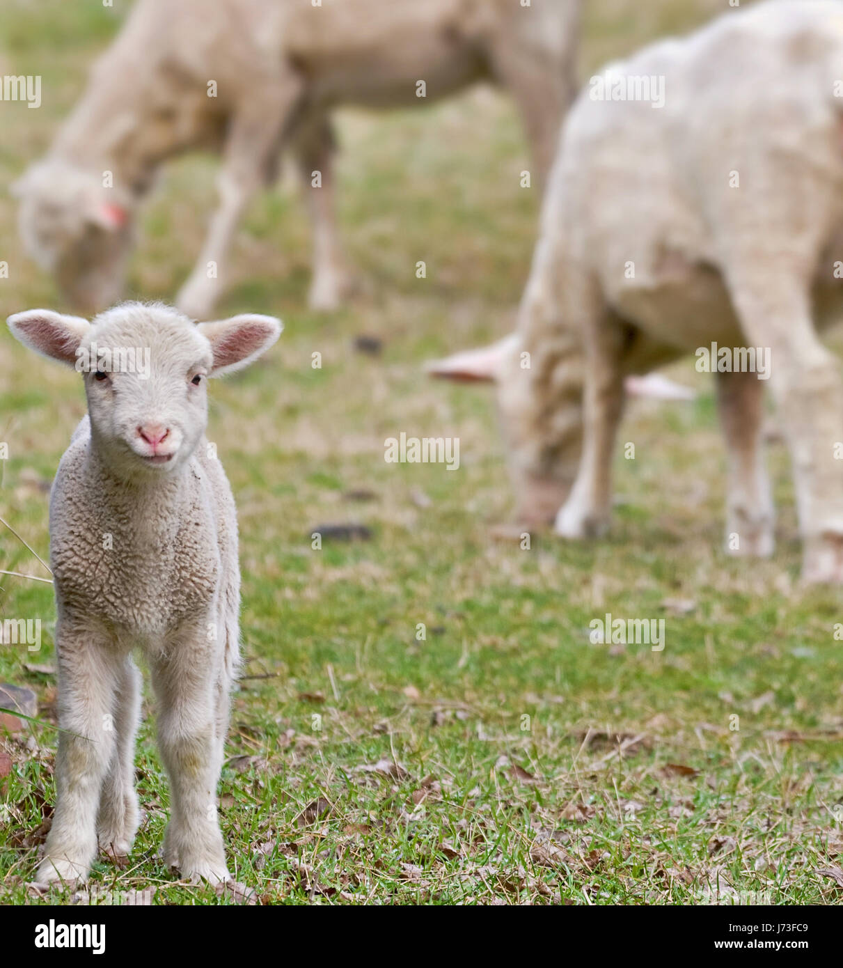 animal sheep livestock farm cub baby young younger lamb beautiful ...