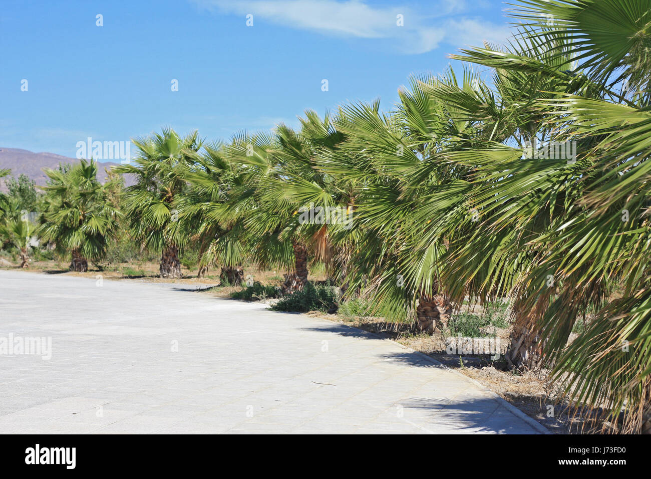 tree trees summer summerly spain exotic tropical palm spanish nature ...