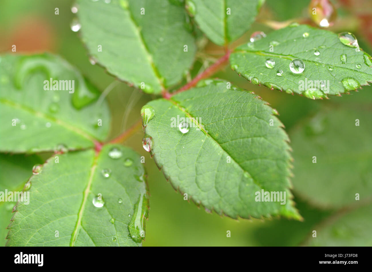leaf environment enviroment garden leaves foliage water nature plant ...