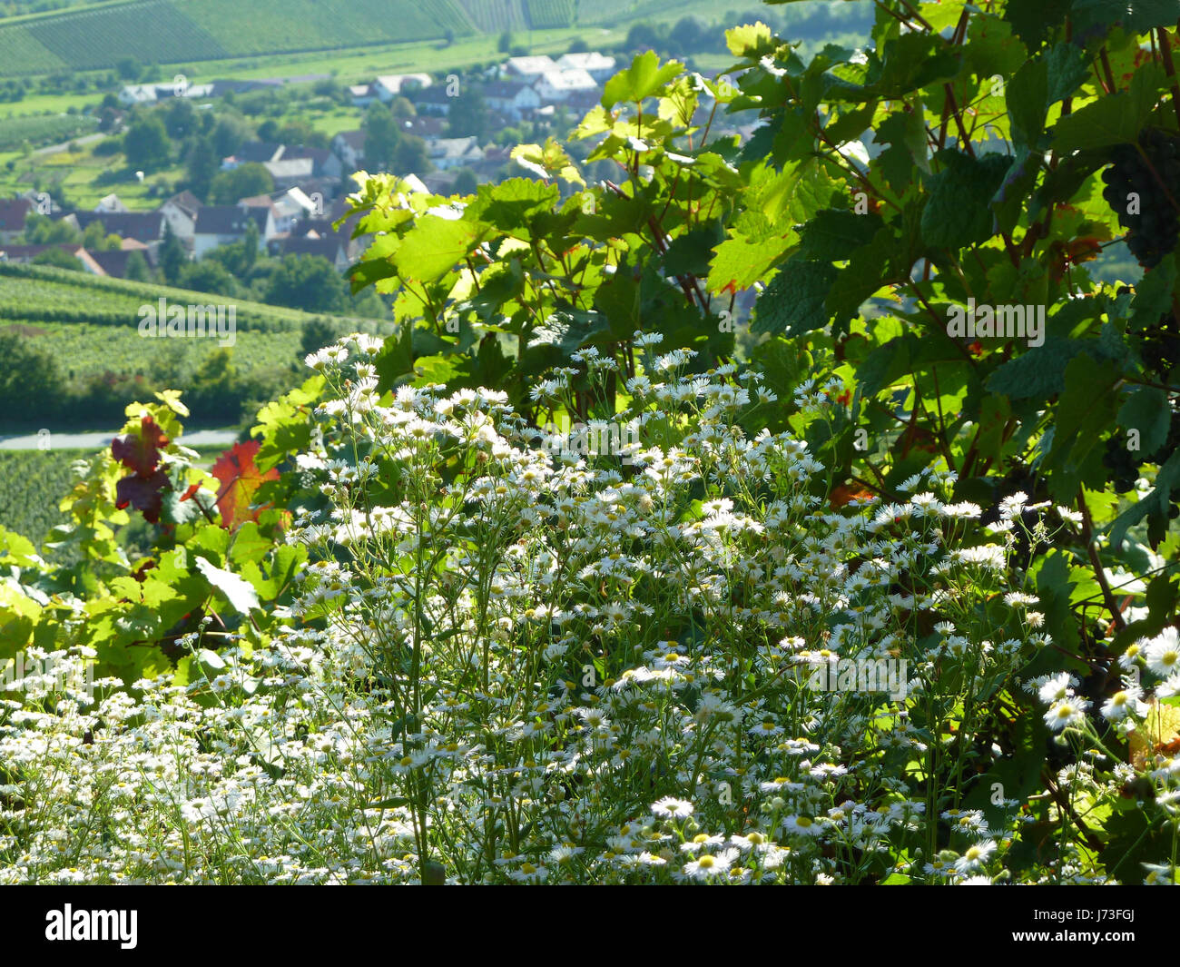 flower plant vineyard sight view outlook perspective vista panorama ...