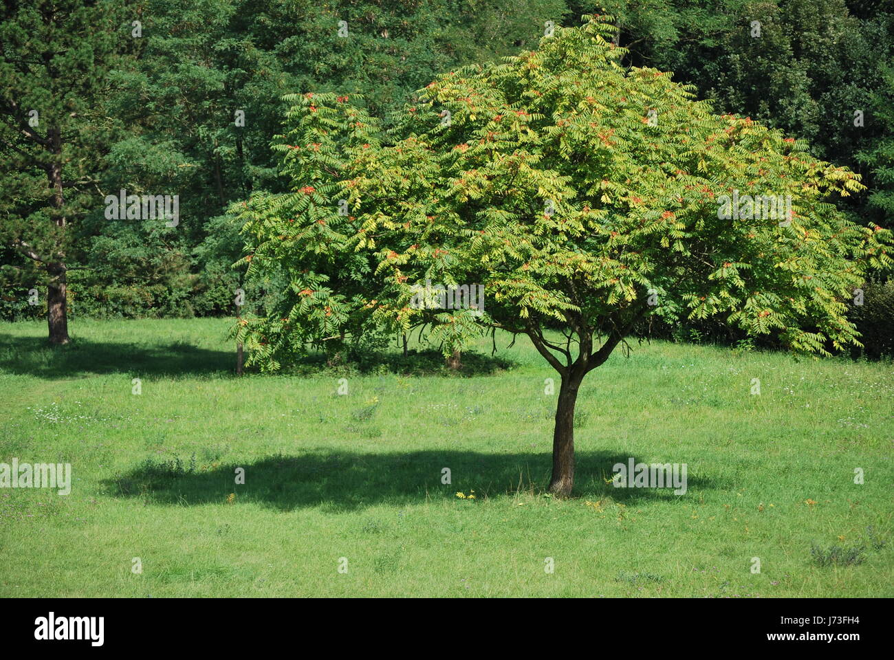 tree park tree park exotic crown head of a tree meadow shaddow shadow ...