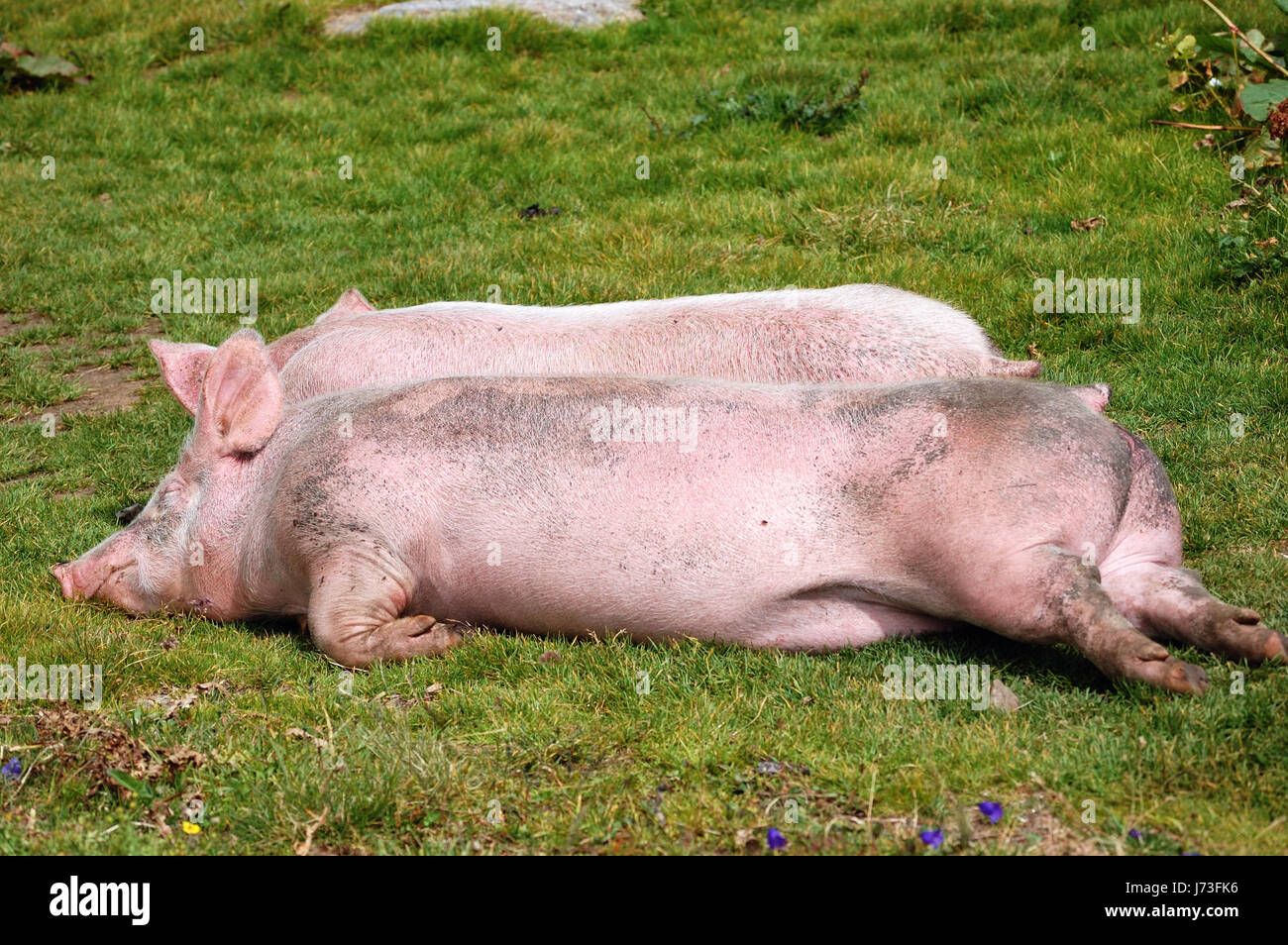 pigs facilitate ease resting relax recover relaxing recovering locking ...