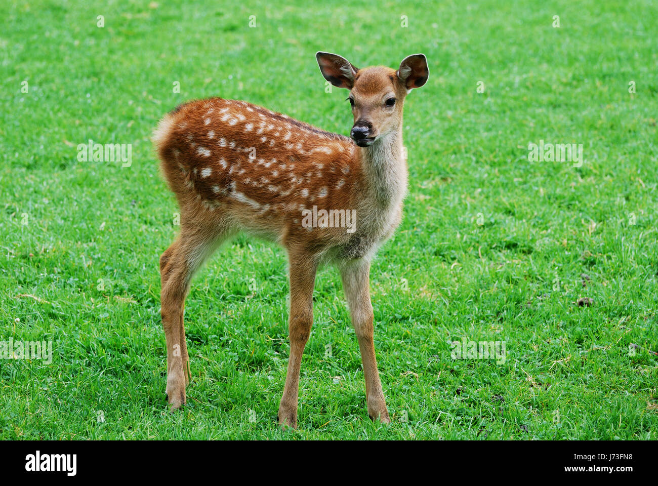 animal wildlife deer young younger meadow nature fawn animal mammal ...