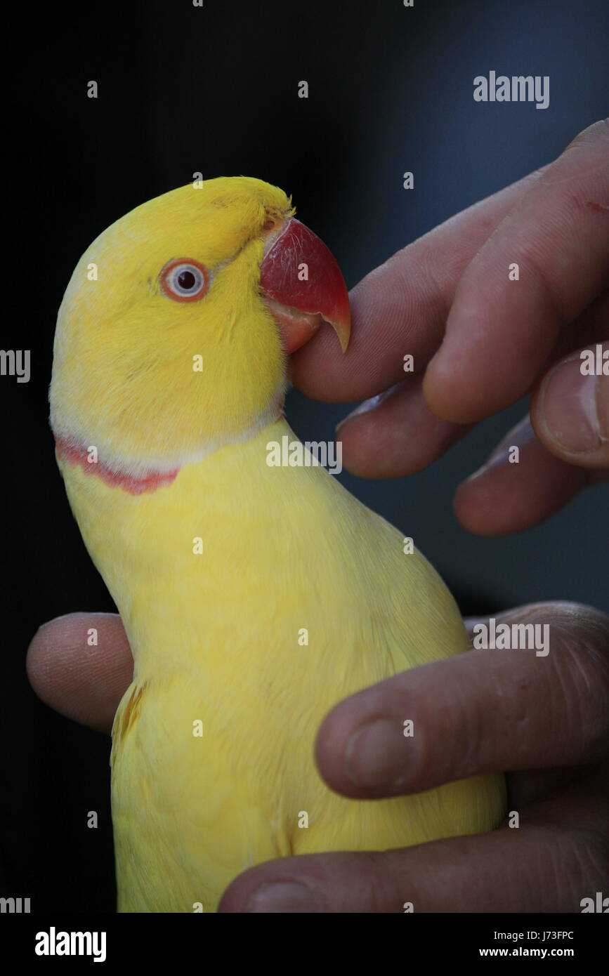 Hands birds hi-res stock photography and images - Alamy