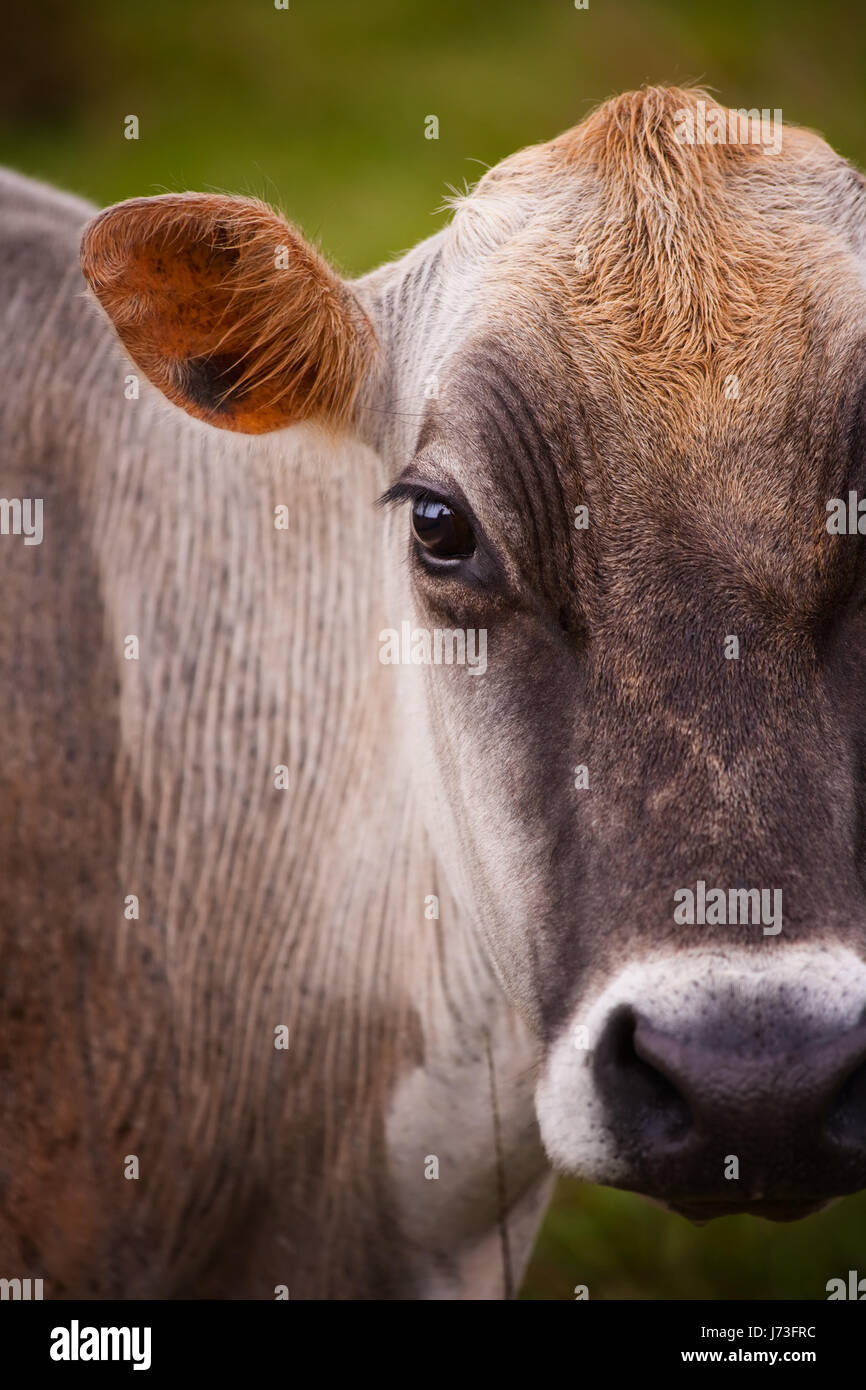 cloud cow farm cattle country dairy maddening pert coquettish cute ...