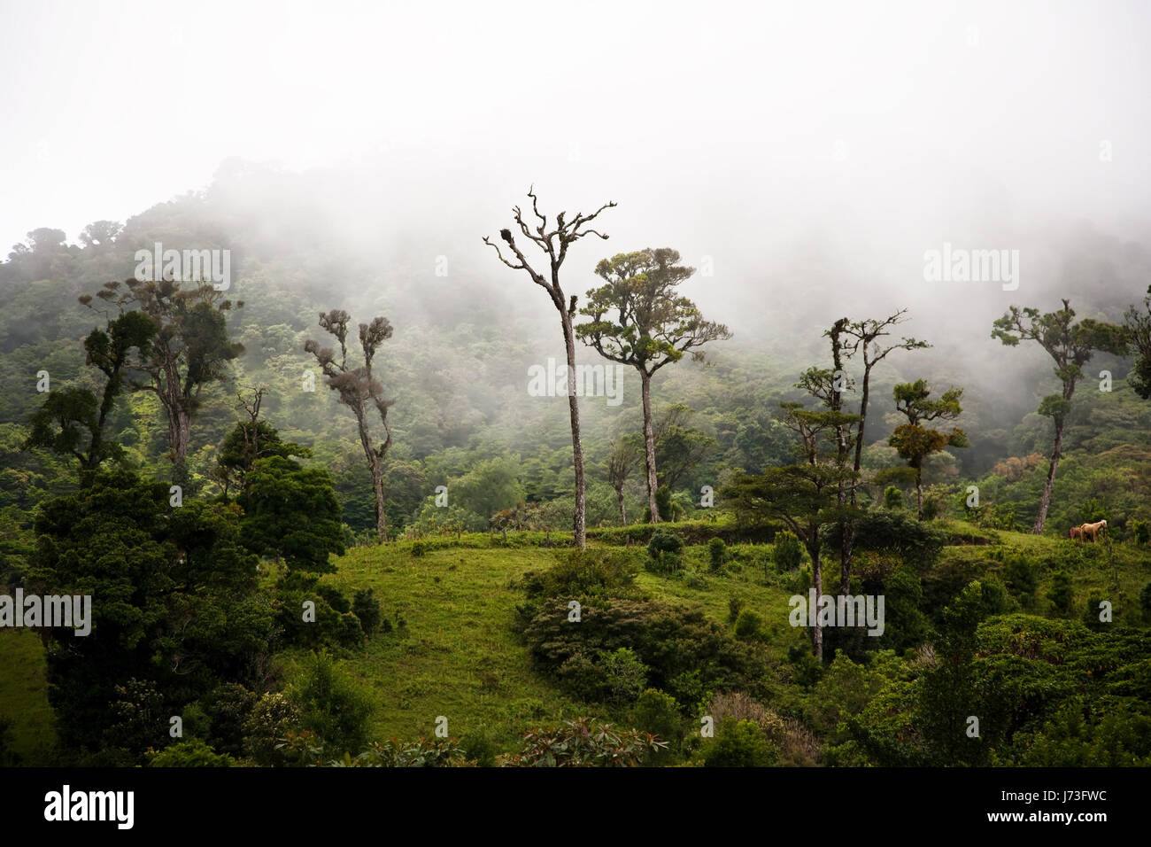 environment enviroment field flora ecology forest fence environment ...