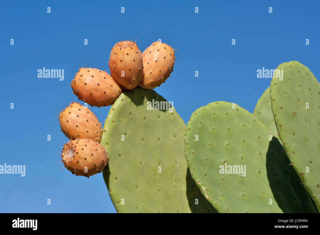 fruit exotic cactus prickly fig tropical pears thorn orange food ...