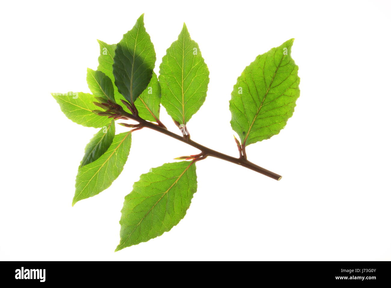 Laurel branch hi-res stock photography and images - Alamy