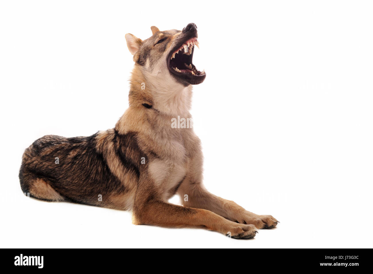 wolf danger space animal teeth guard lie lying lies lips dog studio ...