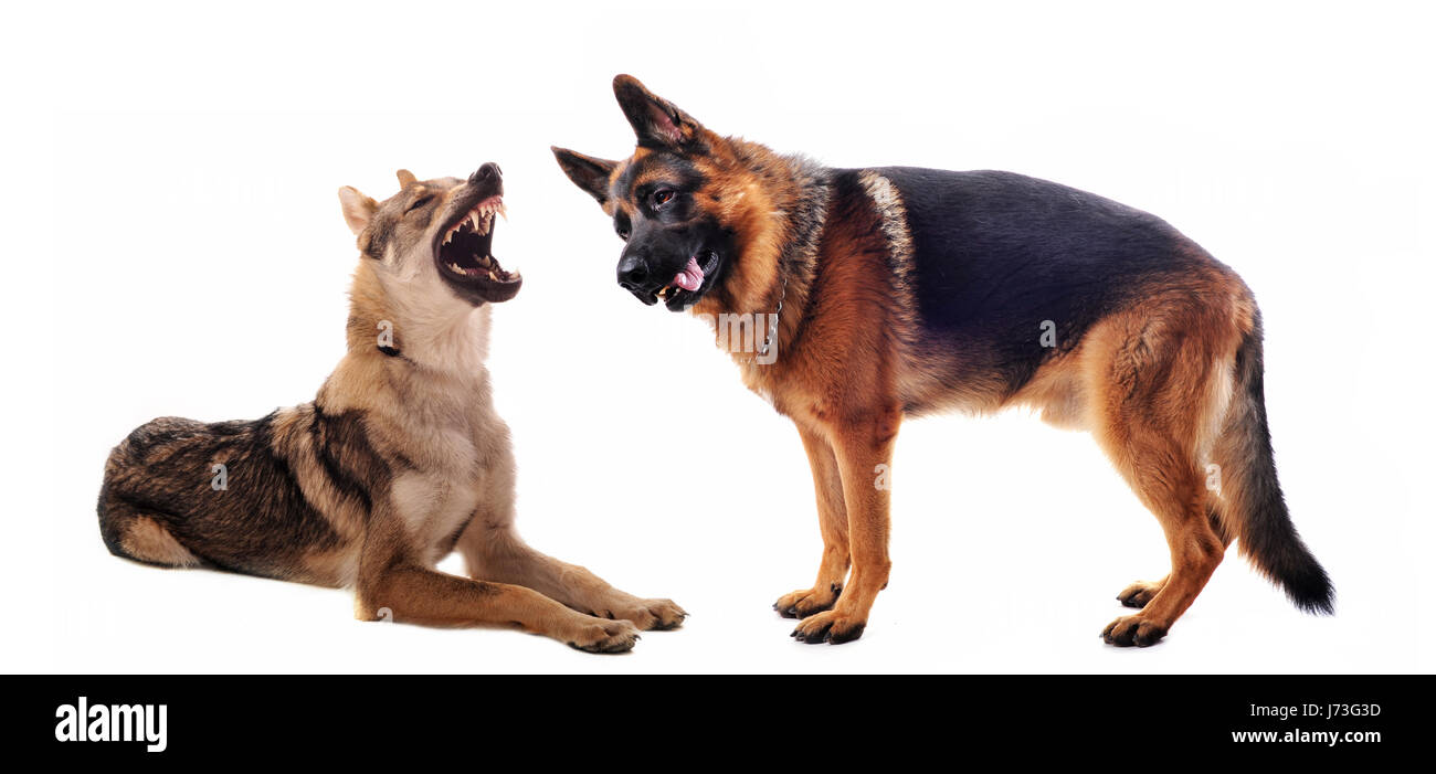 Angry wolf teeth hi-res stock photography and images - Alamy