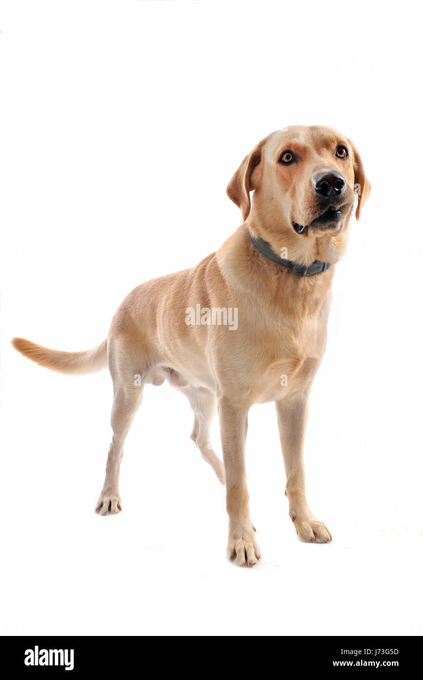 dog golden labrador animal pet portrait studio one indoor canine ...