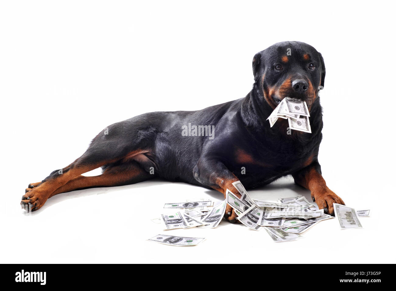 currency animal pet dog rottweiler dollar dollars isolated animal guard ...