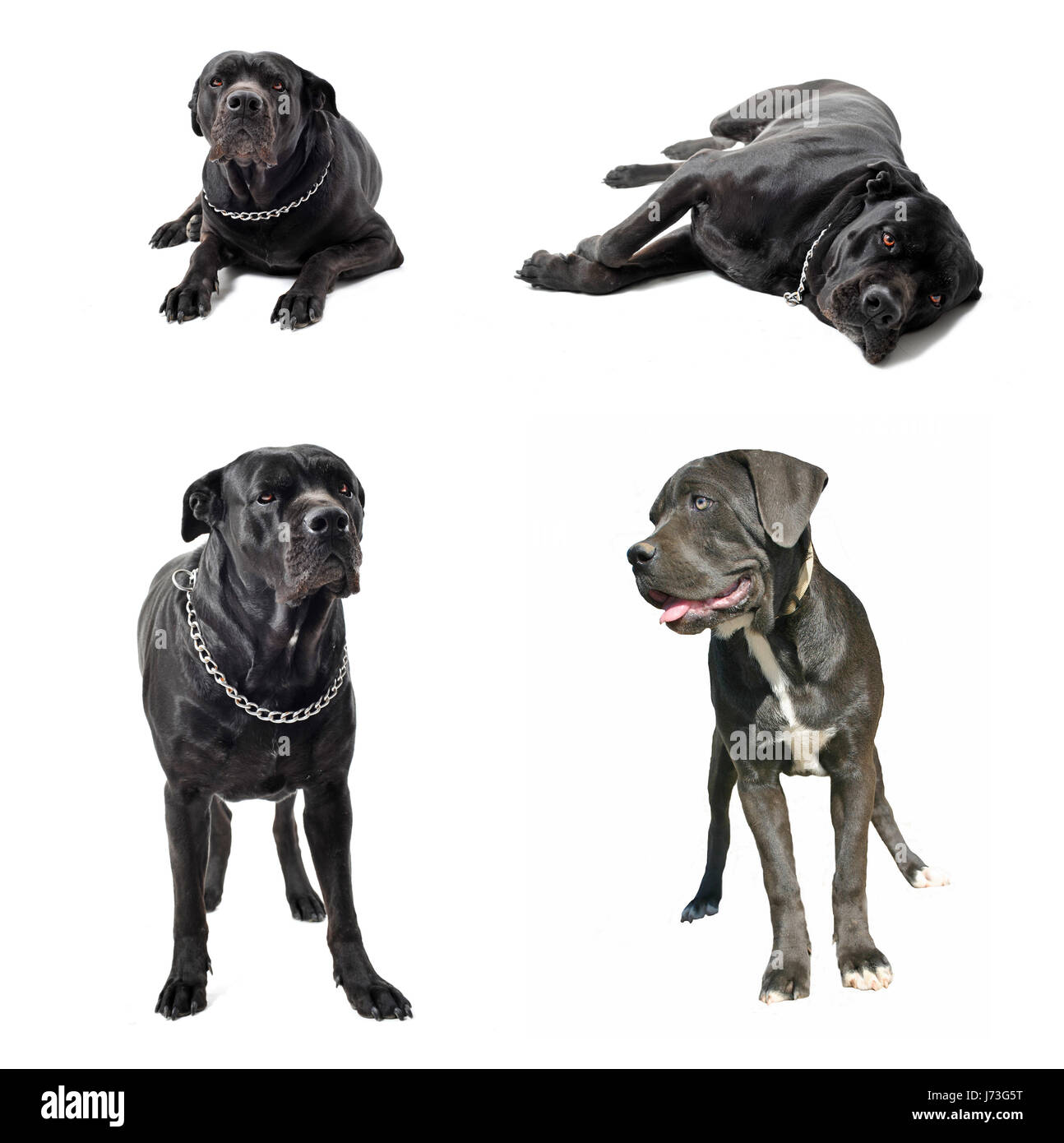 cane dog italian mastiff beautiful beauteously nice animal pet black ...