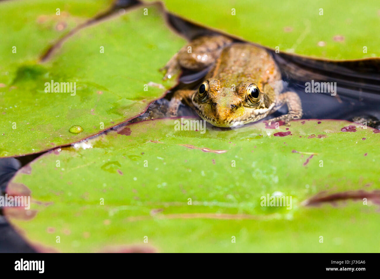Camouflage plans hi-res stock photography and images - Alamy