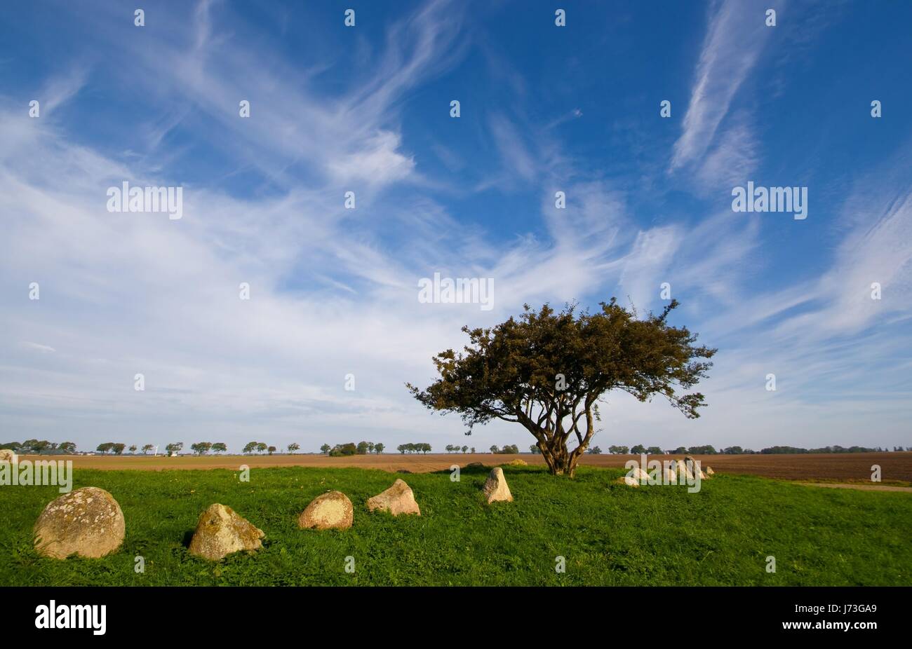 tree summer summerly water baltic sea salt water sea ocean reprove ...