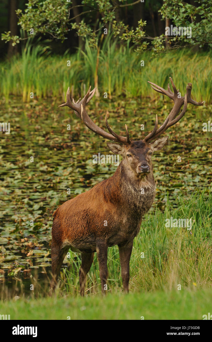 lie lying lies horns wild animal deer stag water nature hart stag big ...