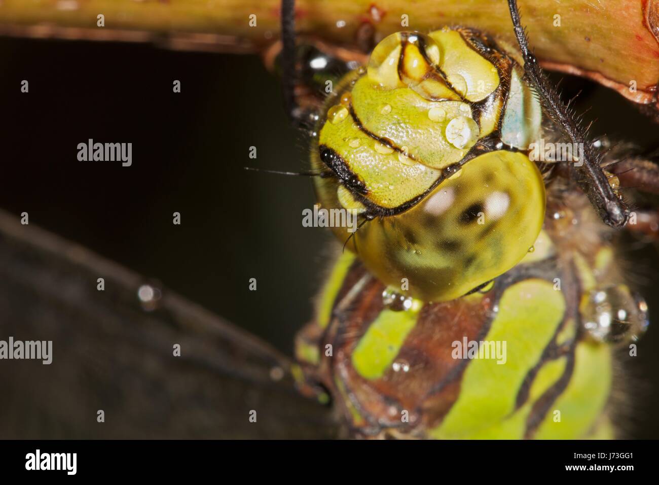 insect eye organ dragonfly nature wait waiting beautiful beauteously ...