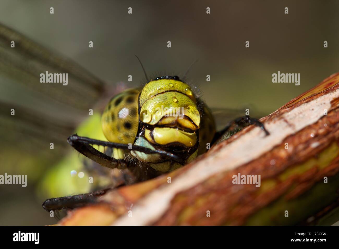insect eye organ dragonfly nature wait waiting beautiful beauteously ...