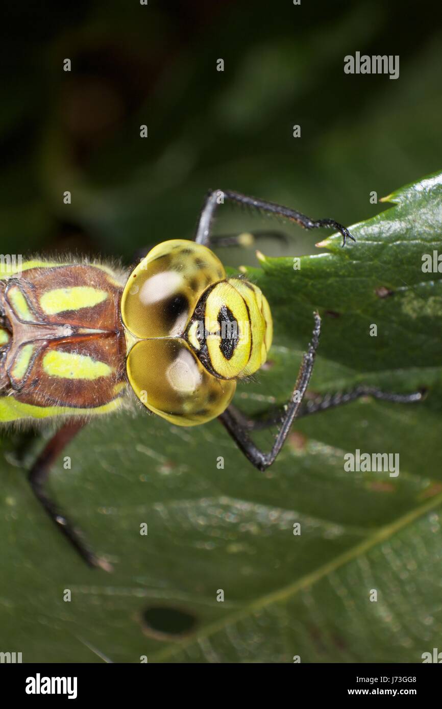 insect eye organ dragonfly nature wait waiting beautiful beauteously ...