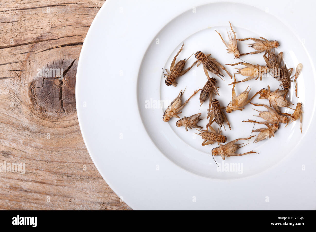 Breeding crickets hi-res stock photography and images - Alamy