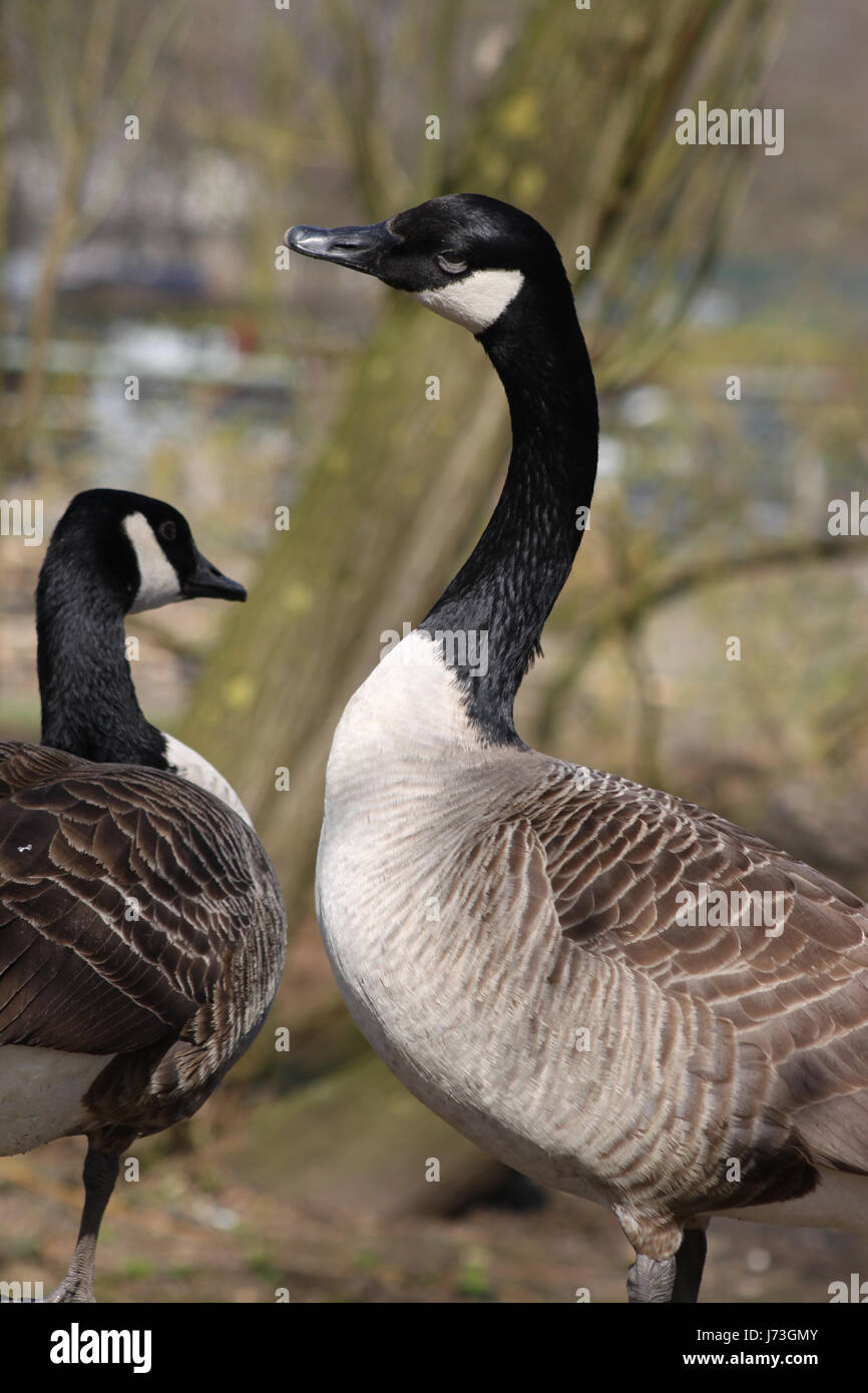 goose bird birds waterfowls poultry waterfowl goose migrant wild animal ...