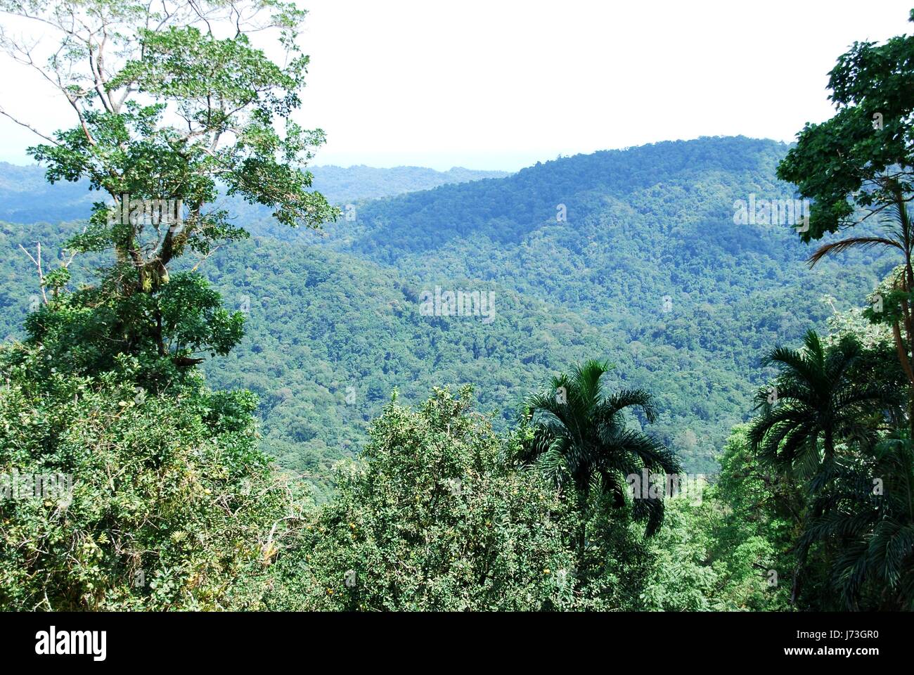 tree trees virgin forest jungle wildlife rainforest rain forest tree ...