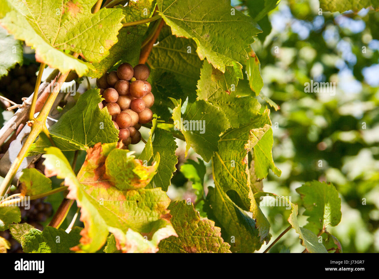 vineyard reddish brown vine grape vine grape-vine grape vine leaf green ...