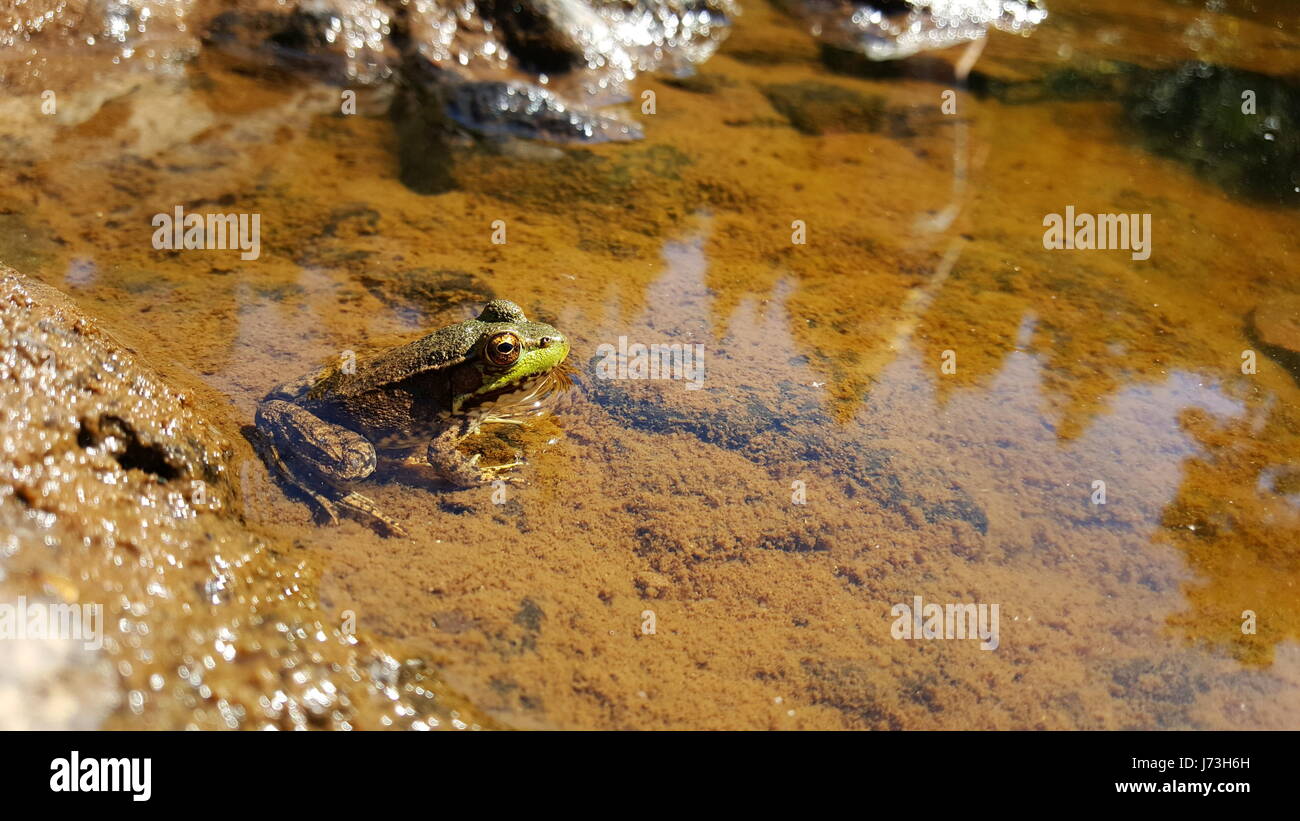 Mud puddle frog hi-res stock photography and images - Alamy