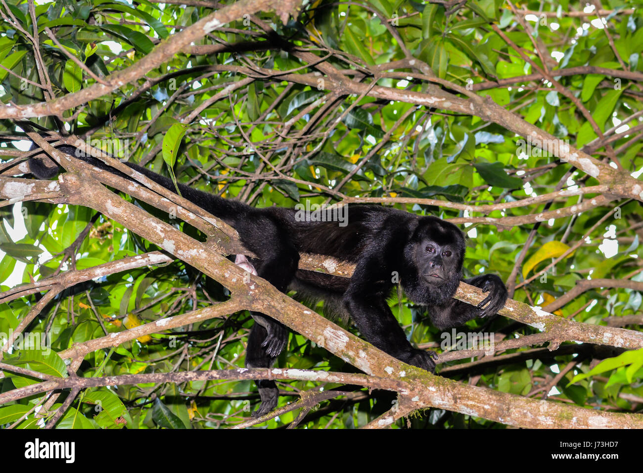 A Mantled Howler Monkey relaxing in a tree during the day Stock Photo ...