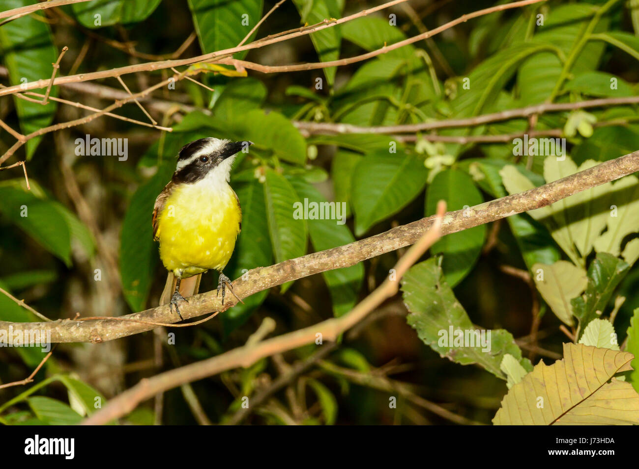 A close up of a Great Kiskadee in the Rainforest in Costa Rica Stock ...