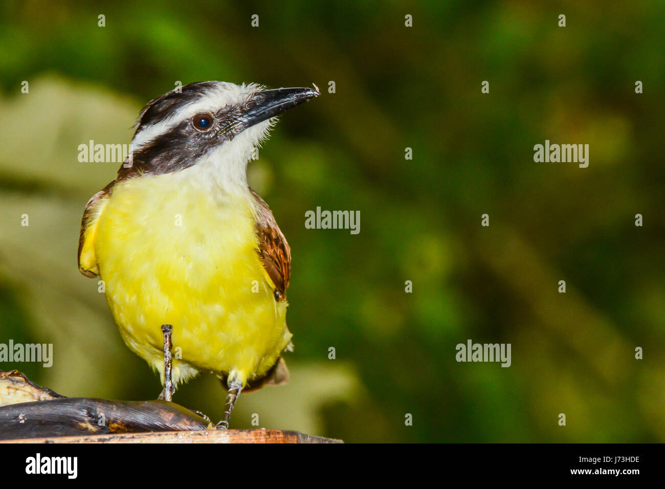 A close up of a Great Kiskadee in the Rainforest in Costa Rica Stock ...