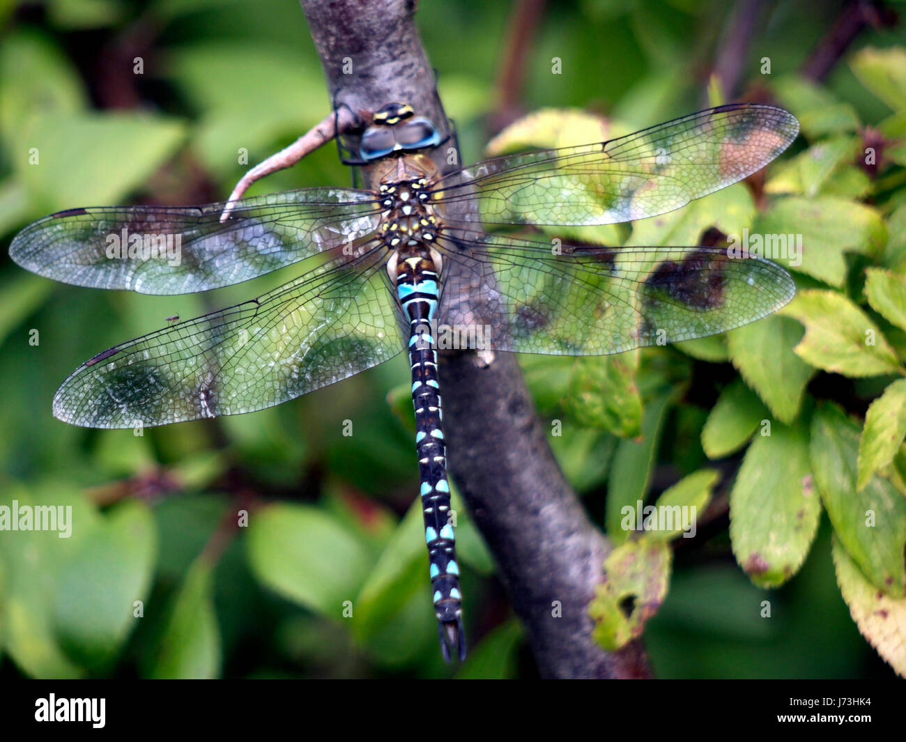dragonfly on a tree trunk Stock Photo - Alamy