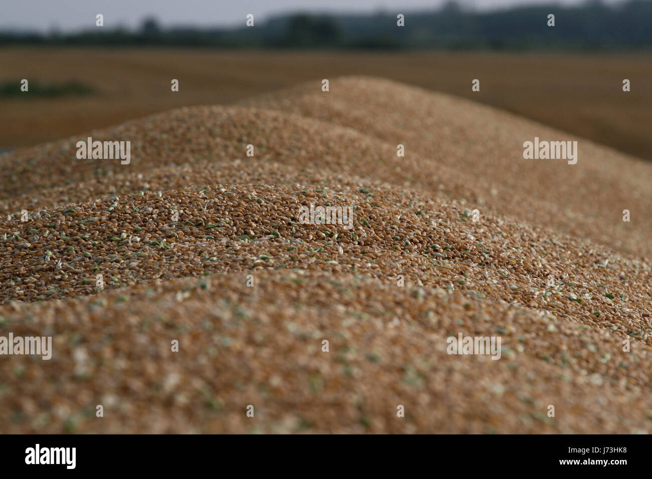 background agriculture agronomy corn grain cereal harvest autumn nature ...