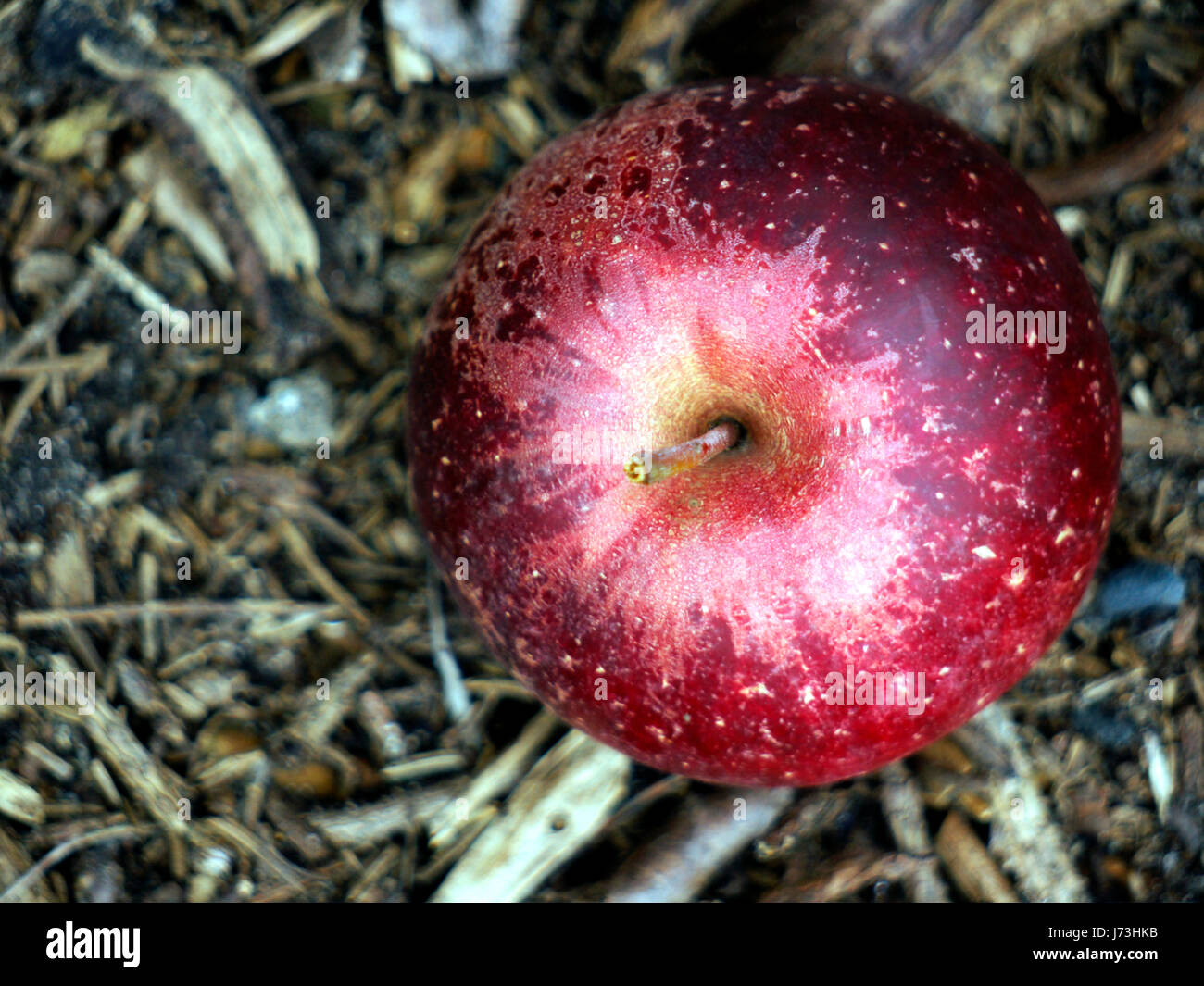 pome fruit apples apple red pome fruit apples apple biology botanical ...