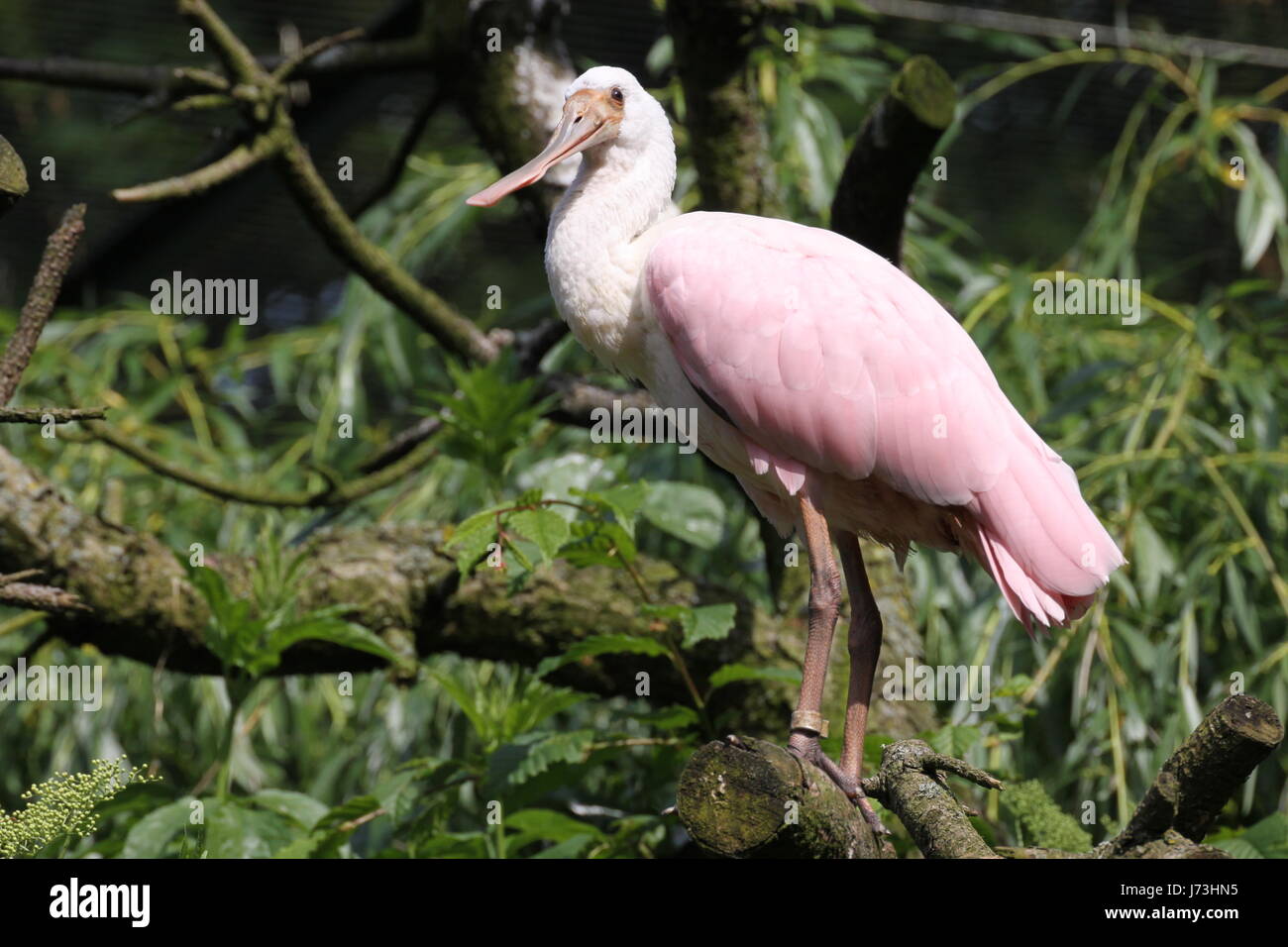 bird birds ibis pink american animal bird birds america ibis pink ...