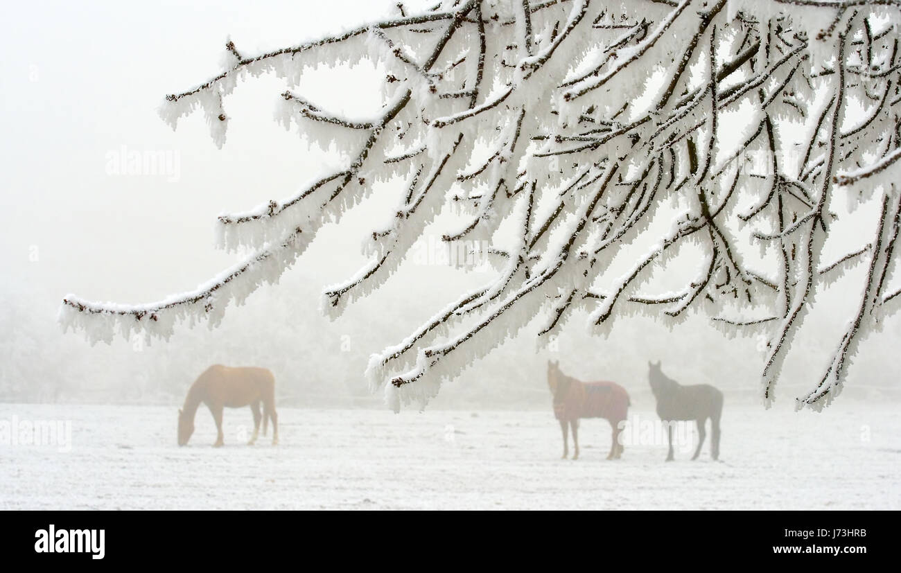 horse animal cold scenery countryside nature ice tree horse winter ...