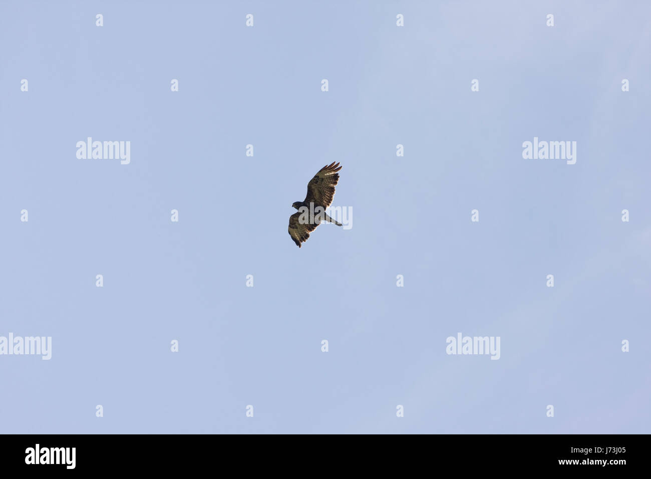 raptor gliding red kite blue animal bird birds raptor gliding circle ...