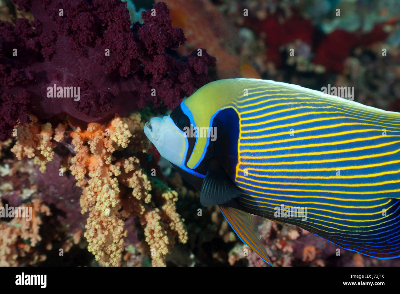 animal fish sunlight underwater colony exotic sunbeam egypt hard dive ...