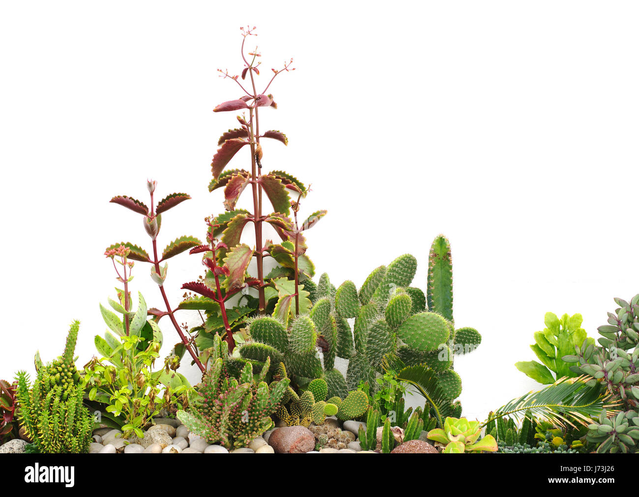 garden stone front garden cacti cactus house wall vegetation gardens ...