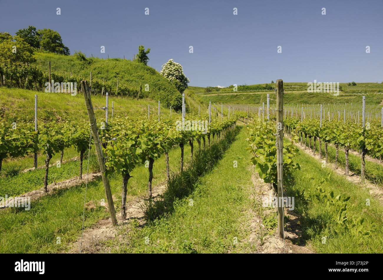 cultivation of wine vineyard vines viticulture vine grape vine grape ...